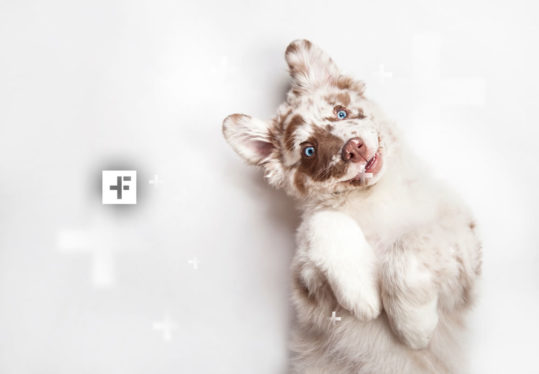 Fotos de Cachorro: Dicas para arrasar na fotografia do pet